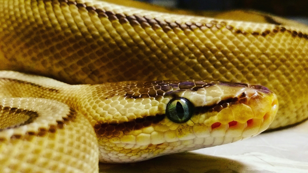 Pastel Genetic Stripe - Ball Python : REHABILITATION STORY - YouTube