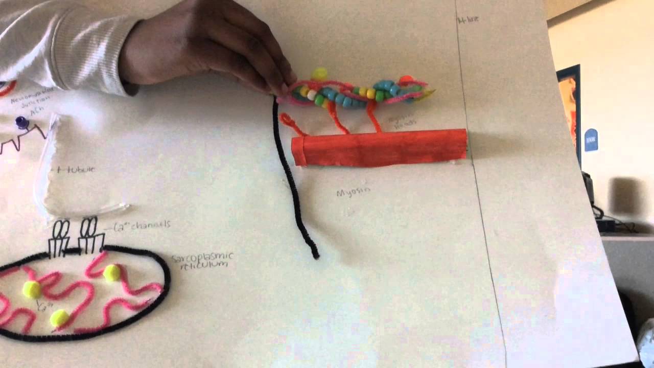 HBS 4.2.5 Muscle Contraction - YouTube