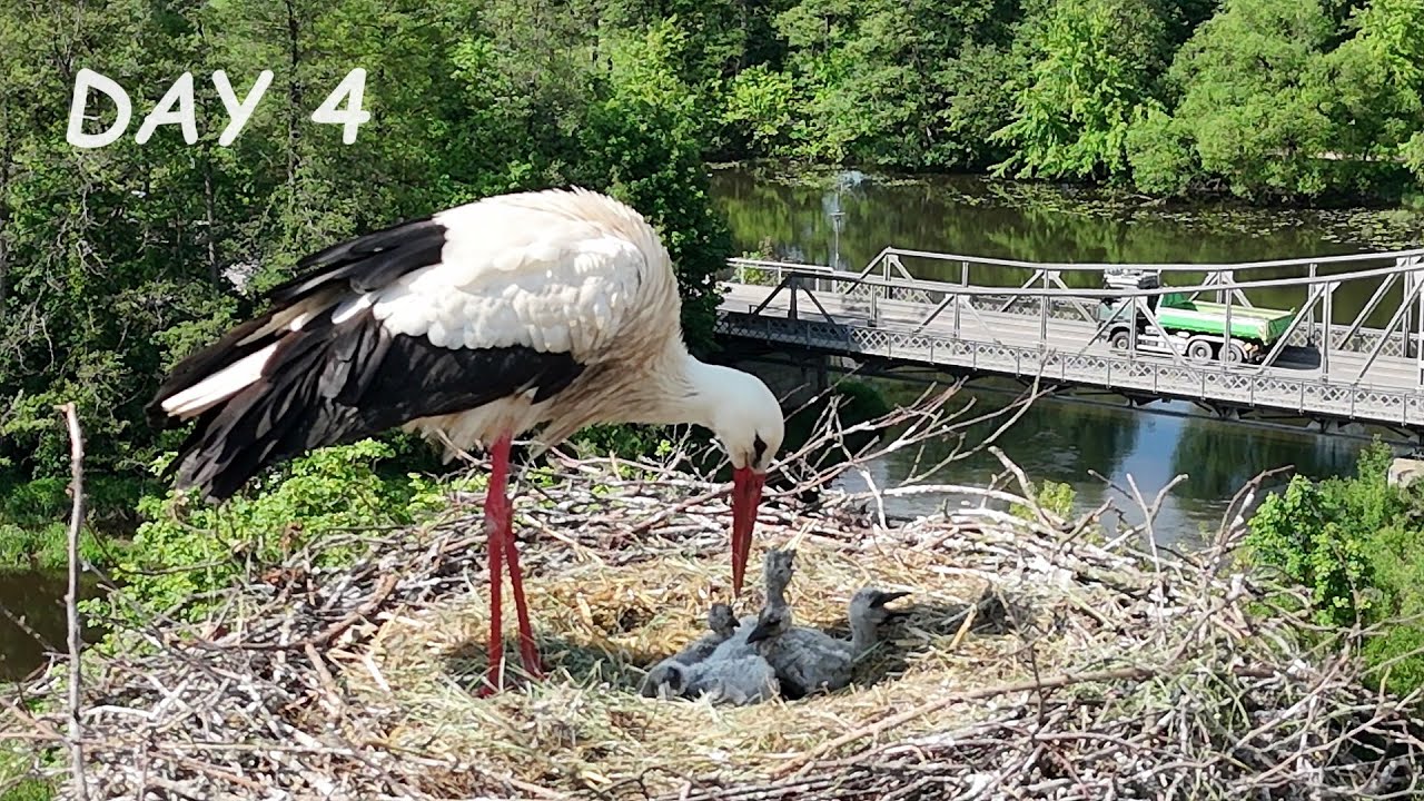Mother stork takes care of the chicks - Dron video day 4 - Stork family ...