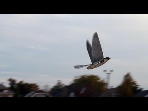 Servo Driven Ornithopter & Real Peregrine Falcon - YouTube