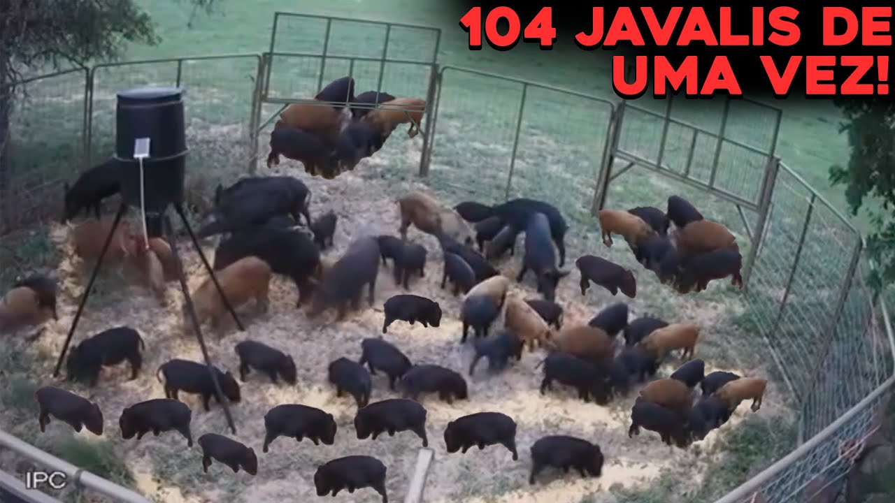 A MAIOR CAPTURA DE JAVALIS JÁ REGISTRADA EM ARMADILHA GIGANTE - YouTube