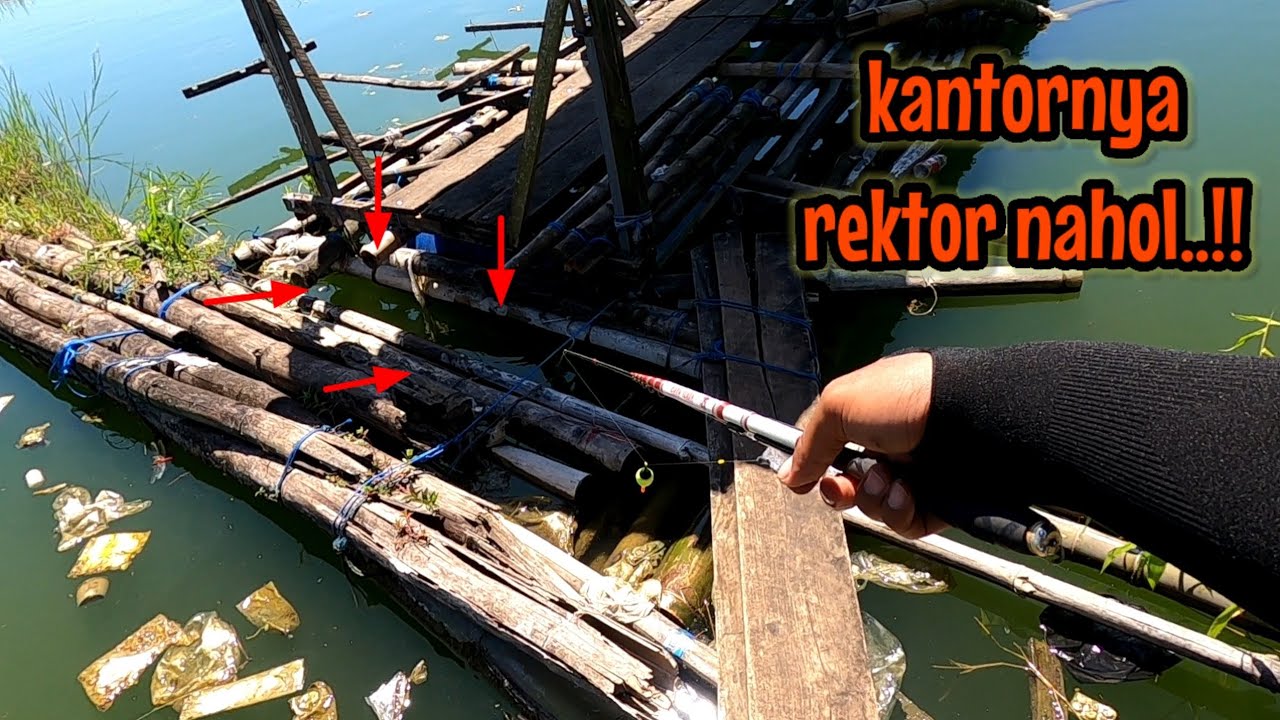 LAGI LAGI DISAMBUT REKTOR‼️ mancing ikan red devil di NAHOL MANIA - YouTube