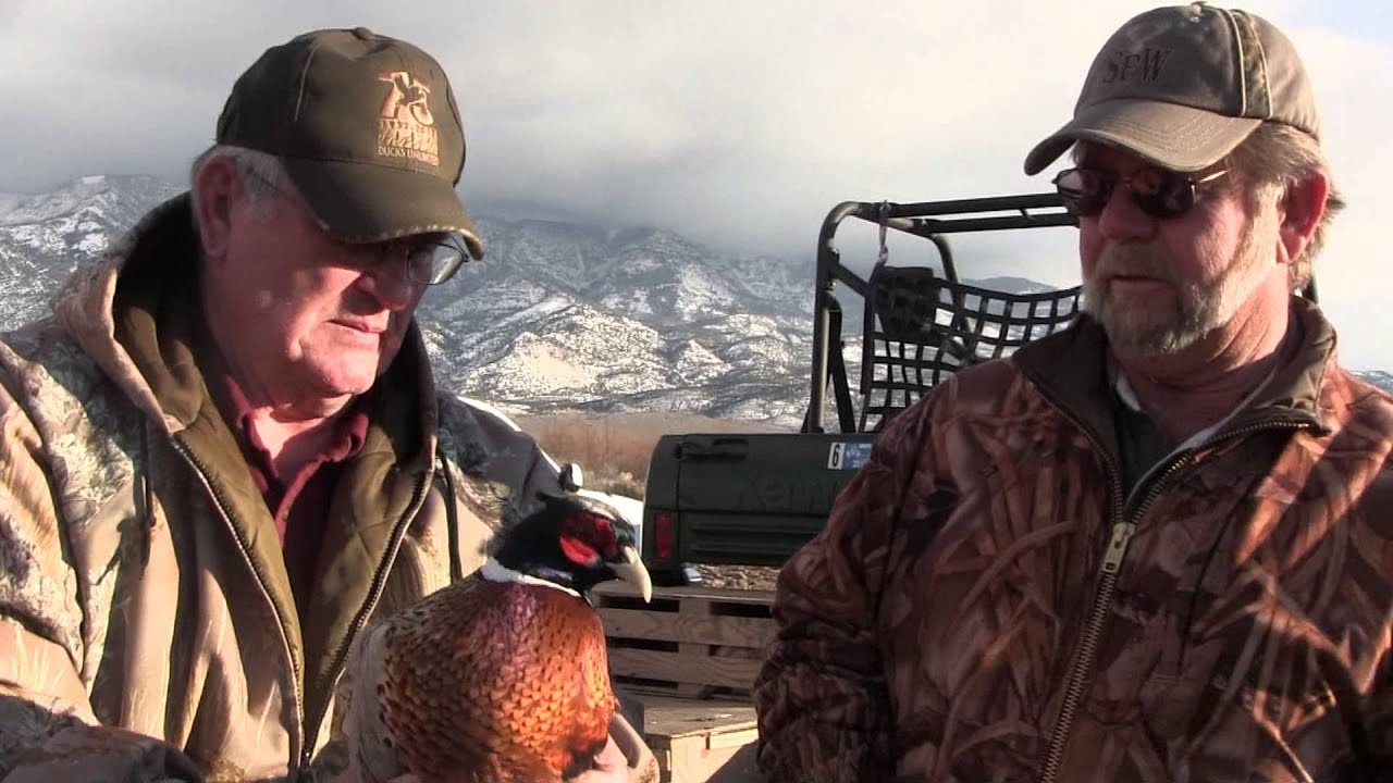 SFW Pheasant Release 2013 by Tines Up - YouTube