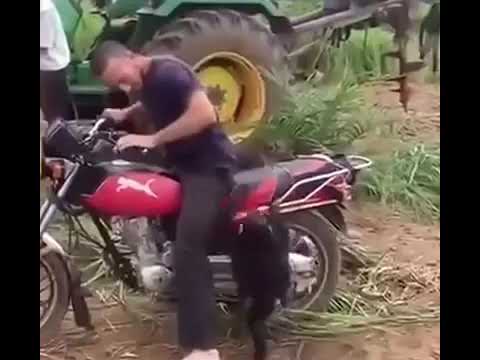 Motora binmek isteyen maymun