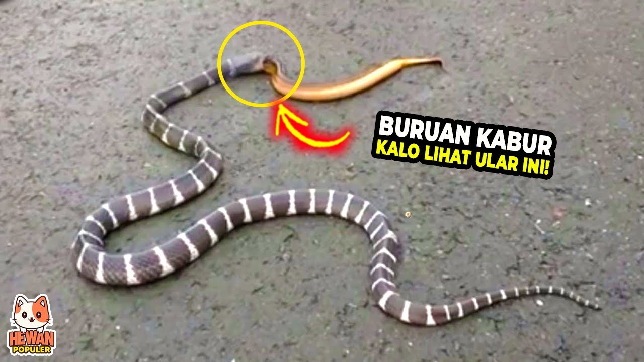 HATI² KALAU BERTEMU HEWAN INI! Inilah 10 Jenis Ular Paling Berbisa dan ...