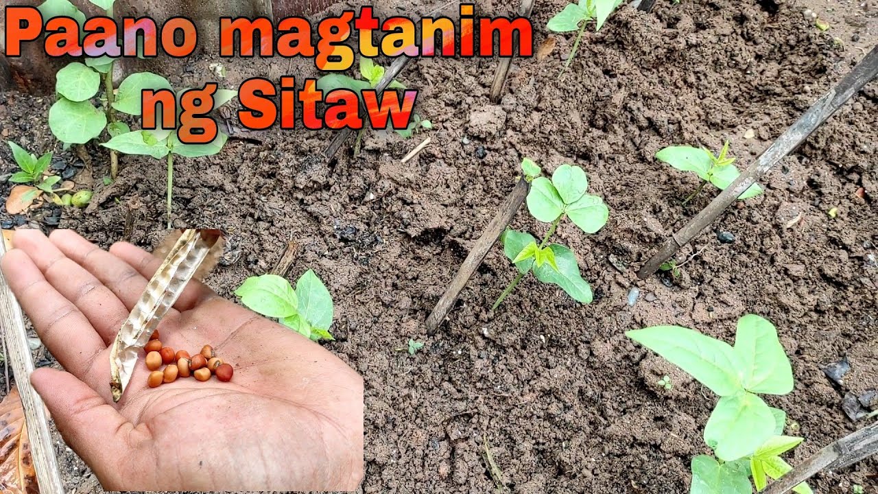 Paano magtanim ng Sitaw na Taba | jo wel - YouTube