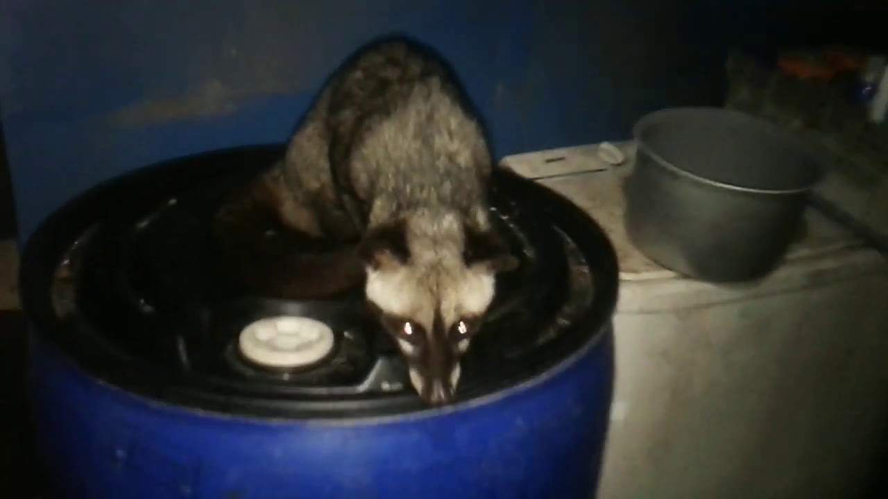 Musang pandan Birahi | part 2 - YouTube