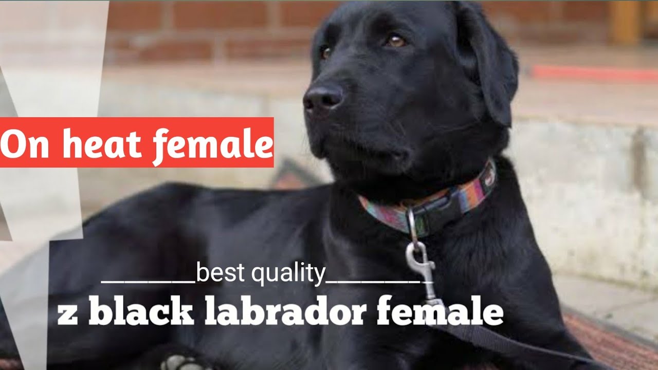 z black labrador female on heat available for sale ! मौका अच्छा है ...