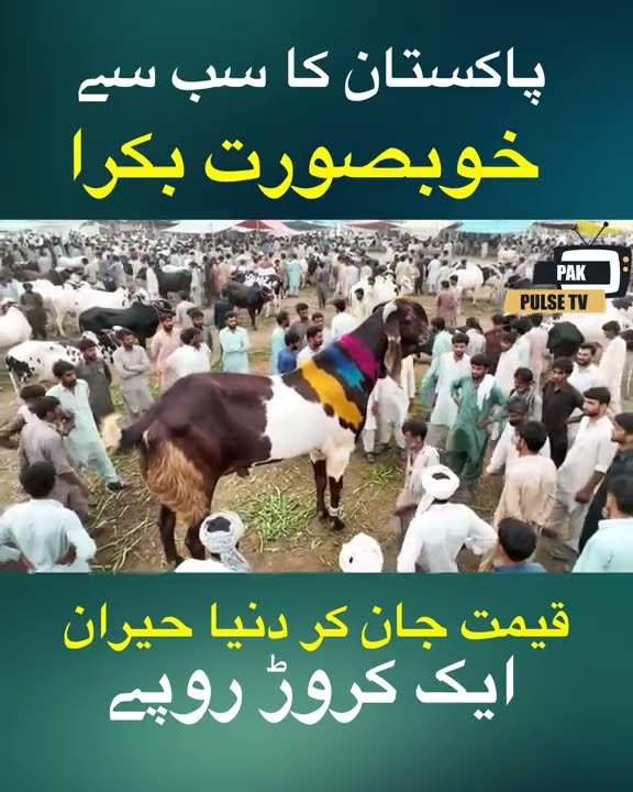 Beautiful Bakra of Pakistan | Bakra Eid | Eid UL Adha | #eid #shorts # ...