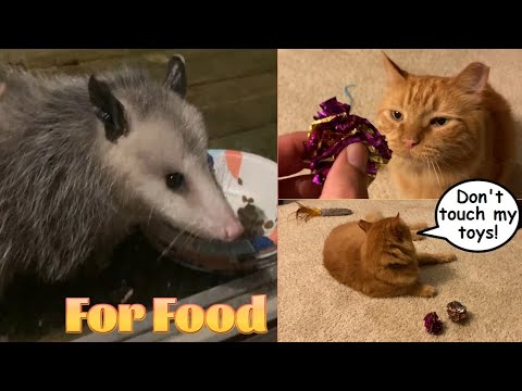 The Possum Friend Returns - YouTube