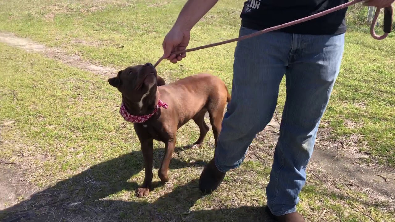 Buster- Red Lab - YouTube