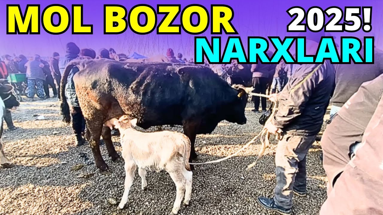 2025 MOL BOZOR BUZOQ NARXLARI | SOTILGAN MOLLARNI KO'RSATDIK! SHAHRIXON ...