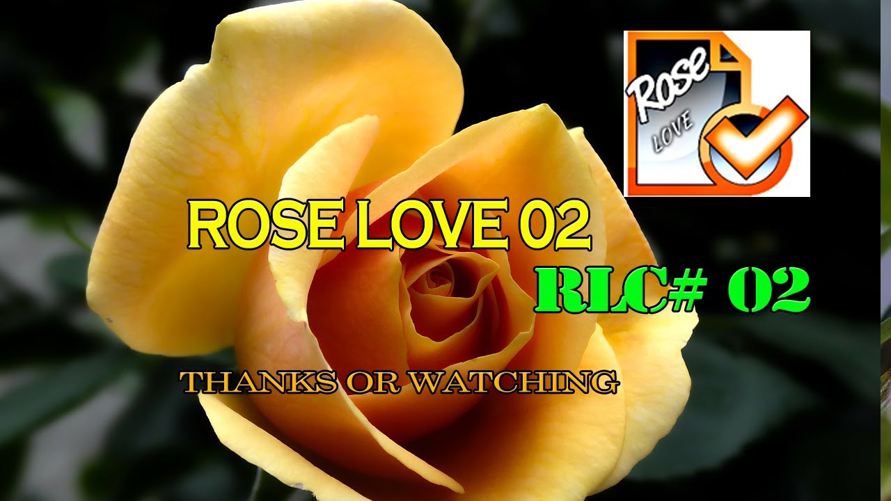 Rose love 01 - YouTube