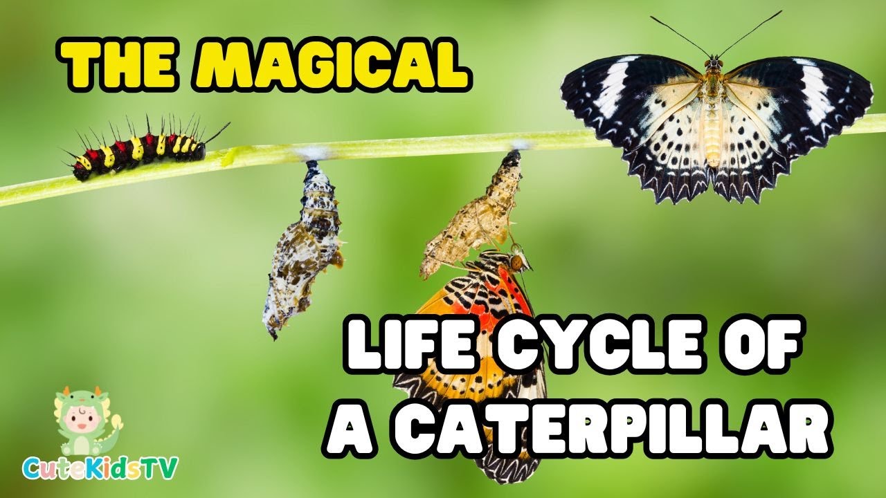 The Magical Life Cycle of a Caterpillar! - All About Caterpillar for ...