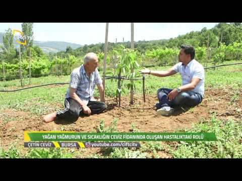 Çetin Ceviz - Ceviz Fidanı Budama ve Gübreleme