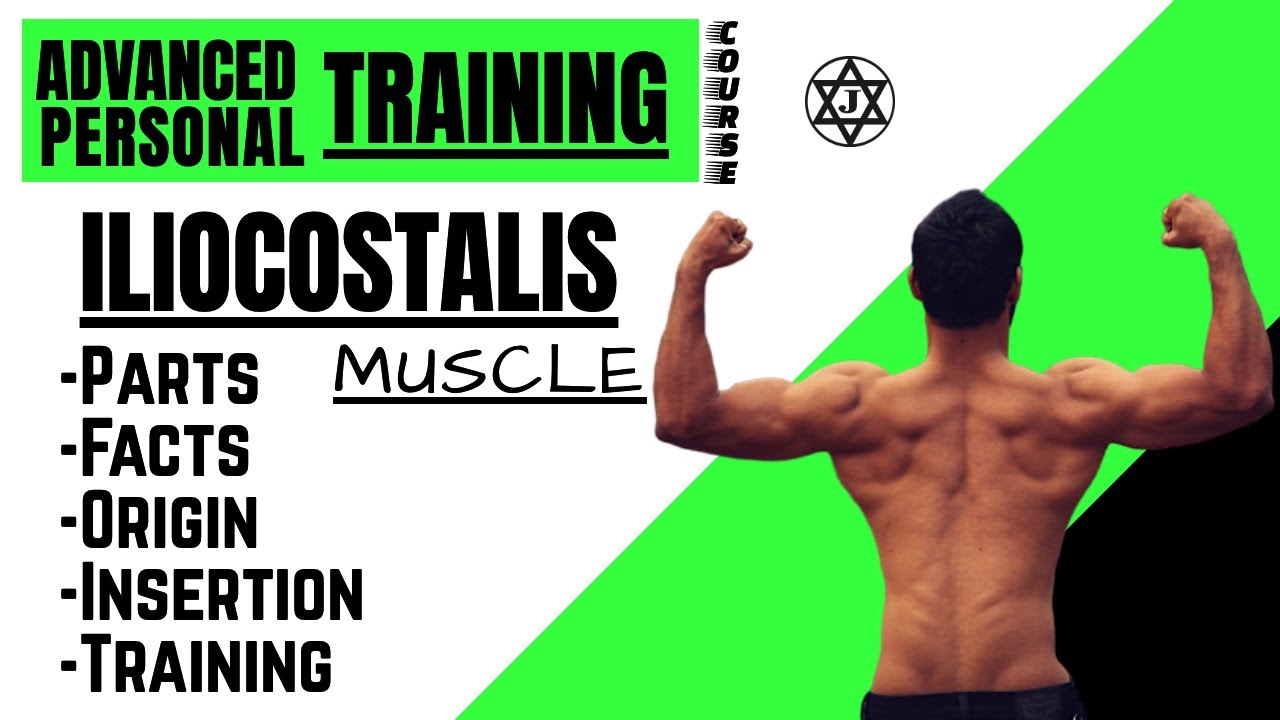 Iliocostalis Muscle Origin Insertion Actions - YouTube