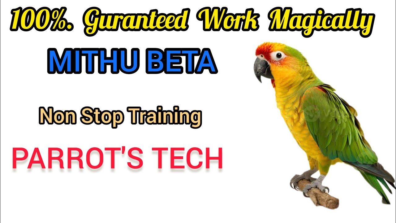 TEACH YOUR PARROT TO SAY MITHU BETA IN 30 MINUTES - YouTube