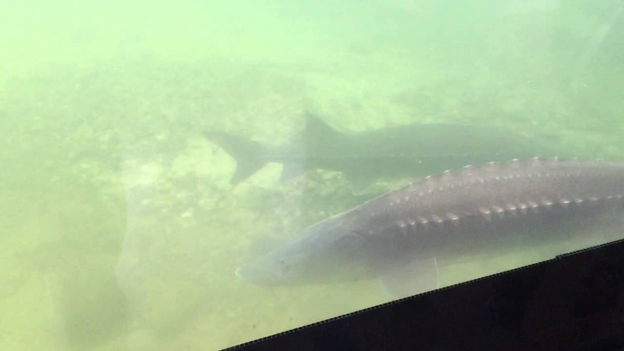 Herman the Sturgeon - YouTube