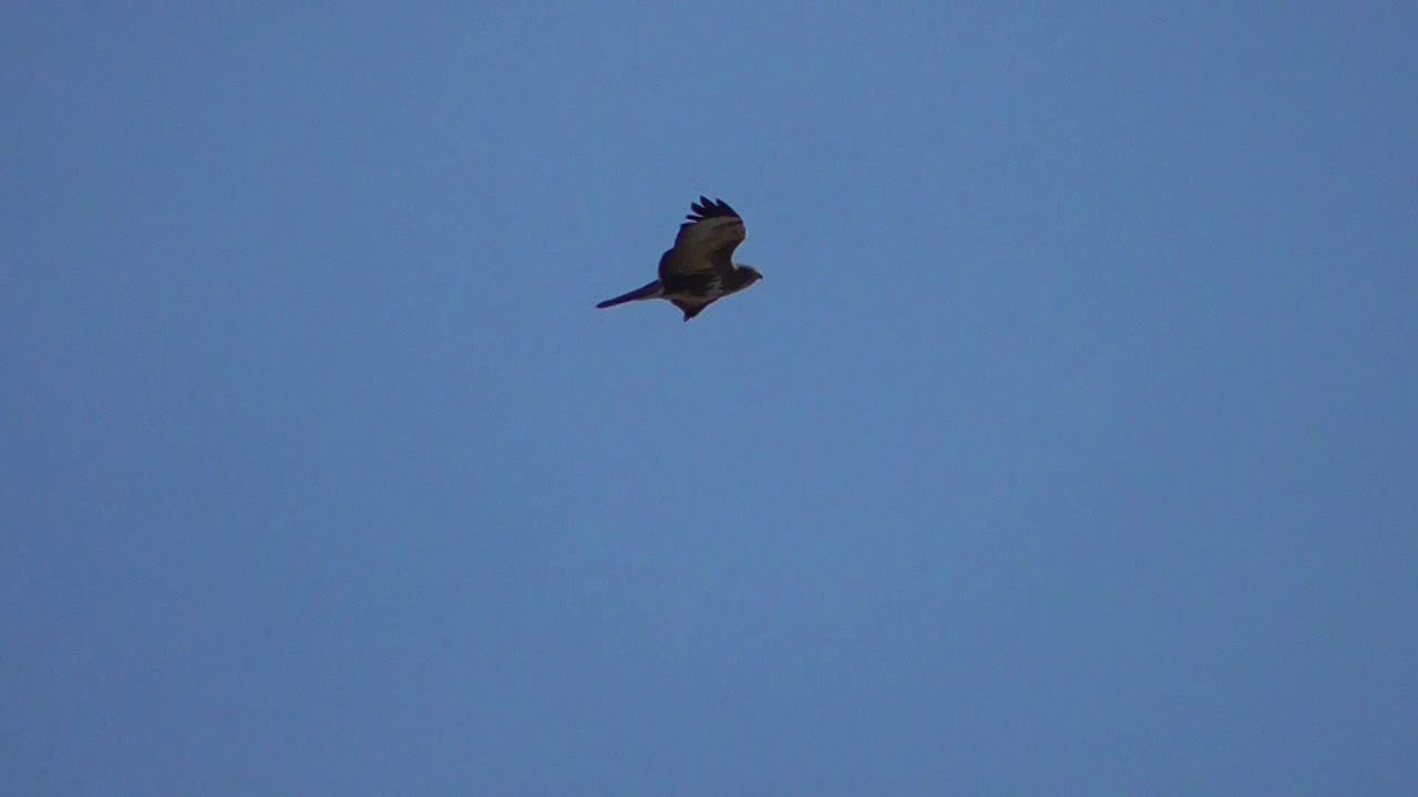 Close up Common Buzzard flying 6March15 Fleam Dyke UK 312p - YouTube