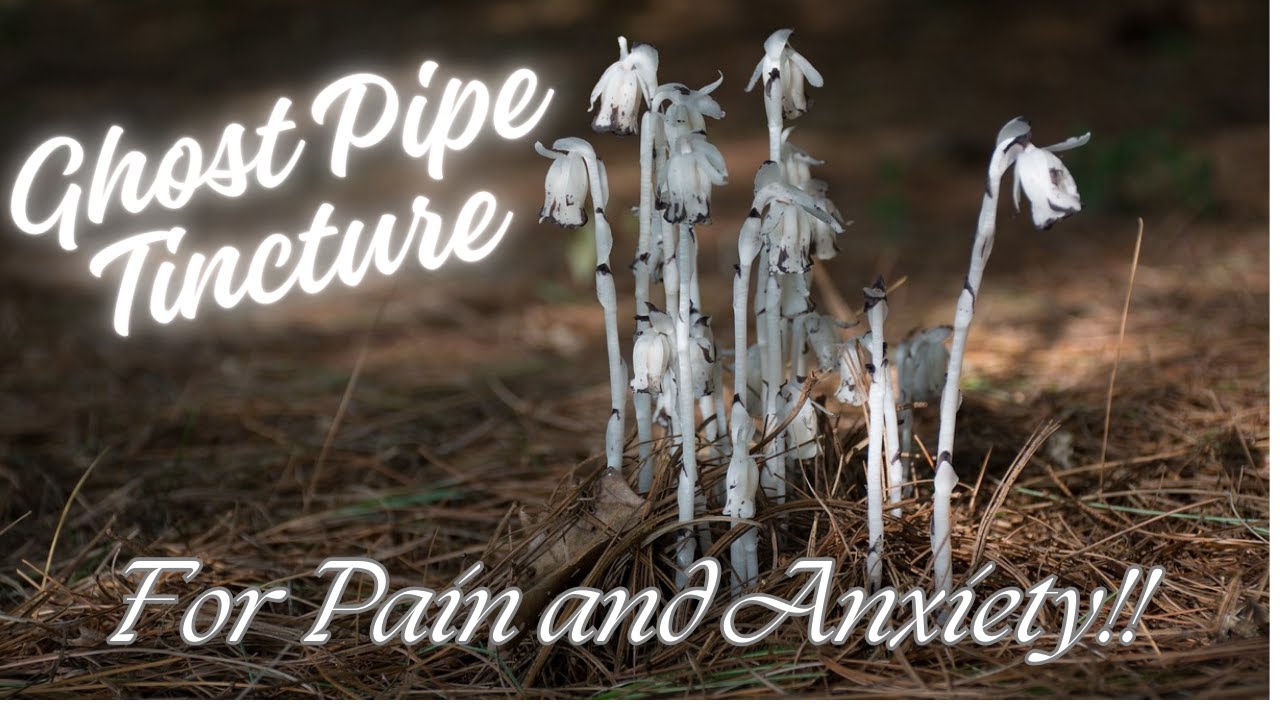 Pain and Anxiety Relief Naturally: Ghost Pipe Tincture - YouTube