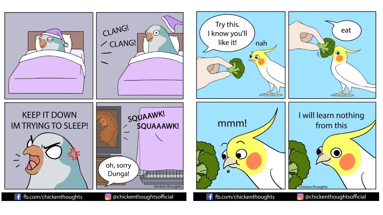 Funny Comics About Parrots, Illustrated By A Bird Owner (Part 2) - YouTube