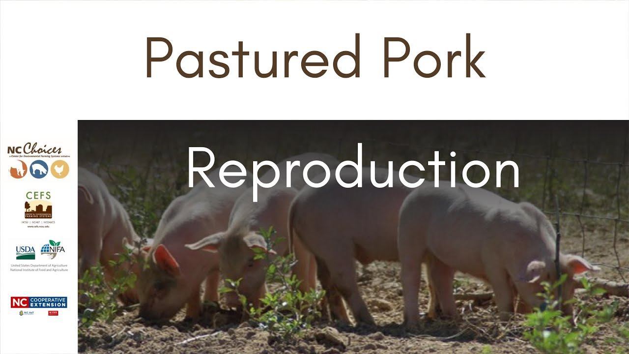 Pastured Pork Production – Breeding and Reproduction - YouTube