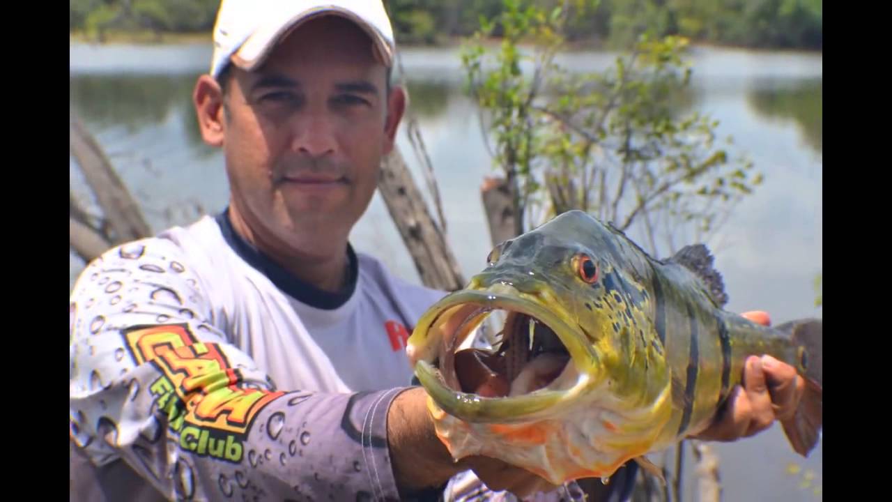 Pesca Cinaruco venezuela, Cierre de temporada Pesca de pavón 2014-2015 ...