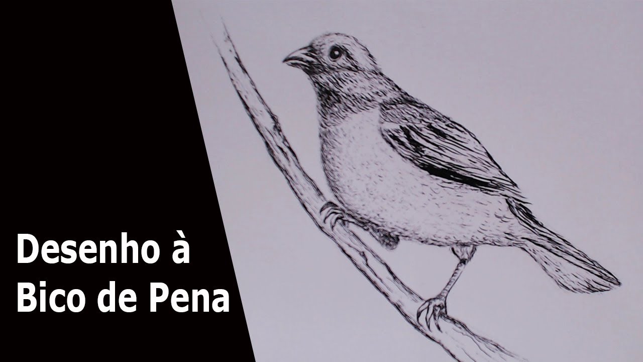 Desenho de pássaro com bico de pena - Drawing a bird - YouTube