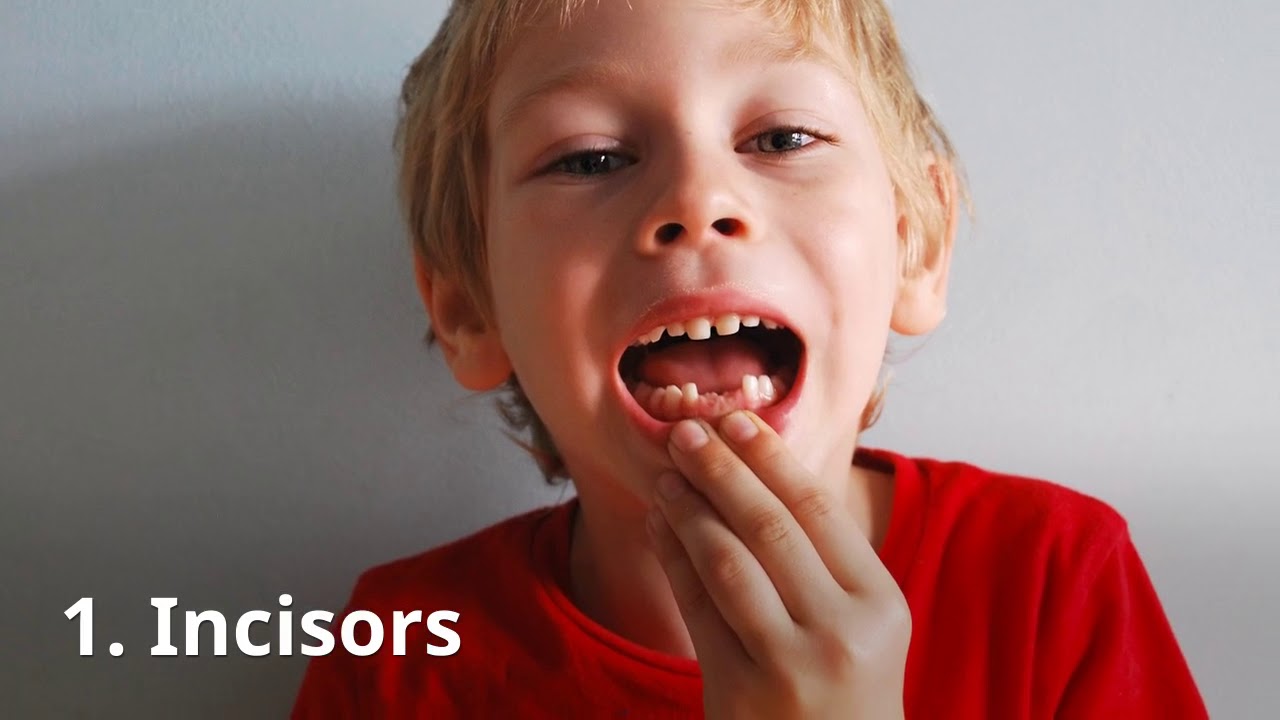 Types Of Teeth And Their Functions YouTube types-of-teeth-and-their-functions-youtube