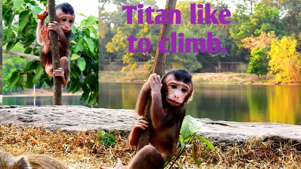 # Oops! Titan always like to climb on the tree. When he climb make him ...