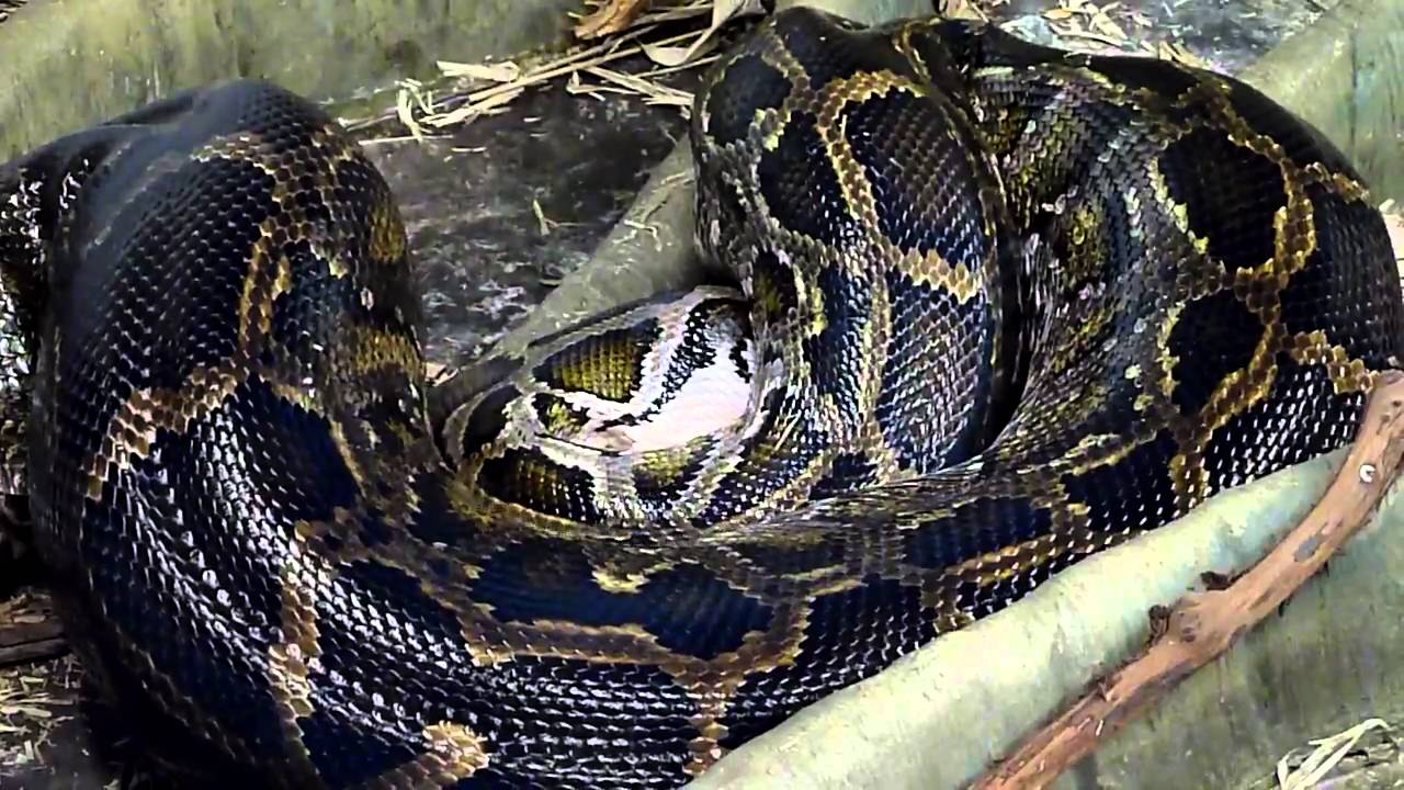Python Eats a bunny #3 - YouTube