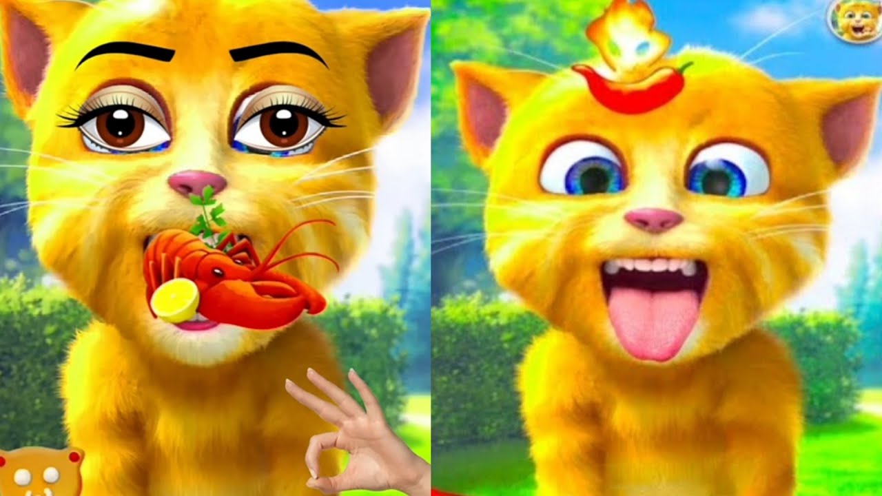 talking ginger funny videos 🌶️🍓🍕ll ginger cat l talking ginger l ...