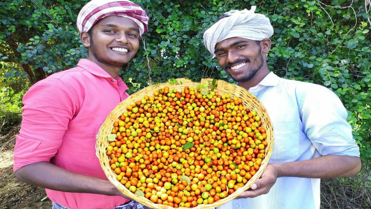 Farm Fresh Indian Jujube Fruits | elantha pazham | Picking and Eating ...