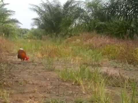 HOW TO CATCH WILD CHICKEN IN THE JUNGLE - YouTube