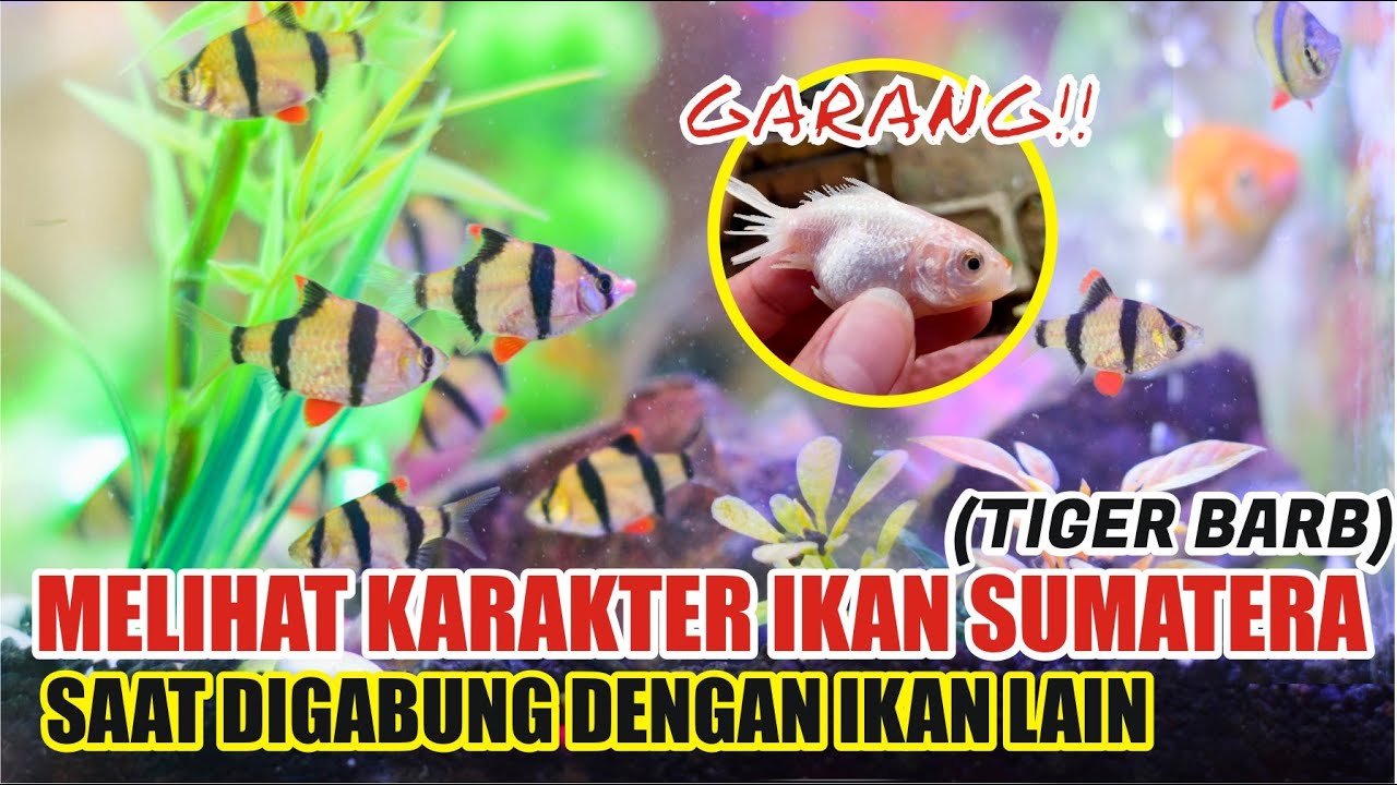MELIHAT KARAKTER IKAN SUMATERA (TIGER BARB) SAAT DIGABUNG DENGAN IKAN ...