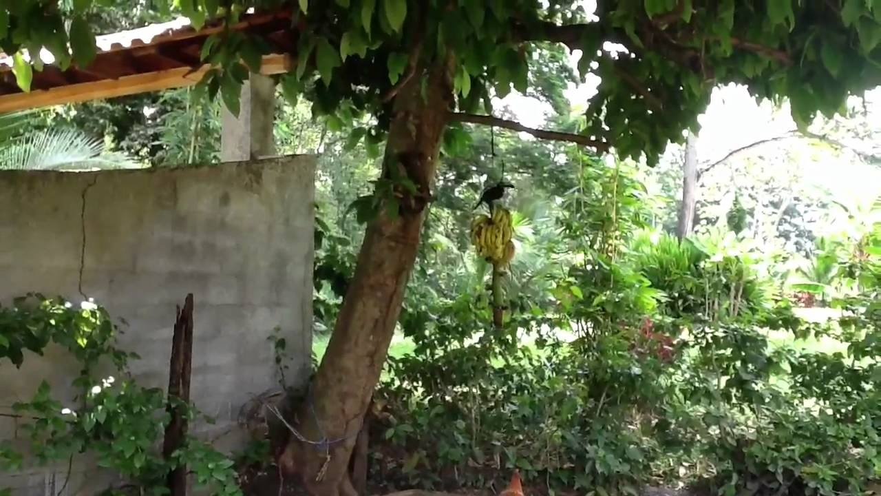 Toucans Eating My Bananas - YouTube