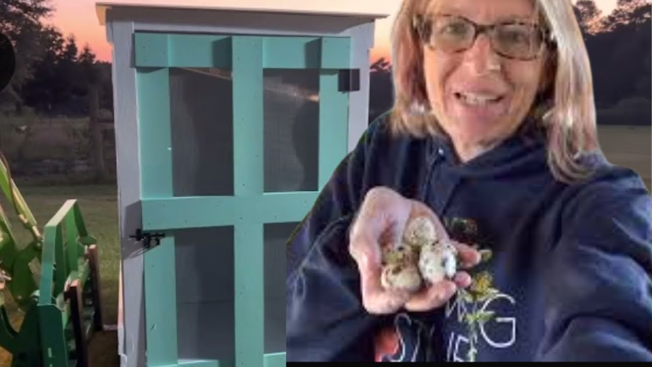Outdoor Quail Set Up and Hatching Time Cage - YouTube