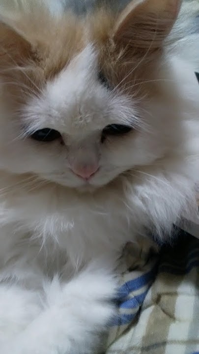 ラガマフィン6-18 - YouTube