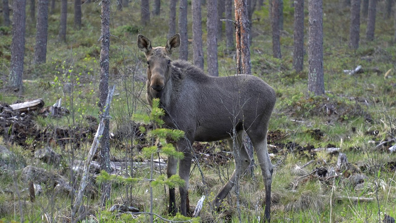 Moose - YouTube