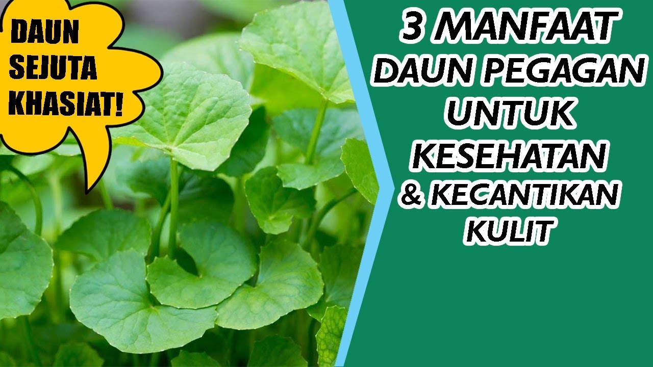 3 Manfaat Daun Pegagan (Centella Asiatica) Untuk Kesehatan dan ...