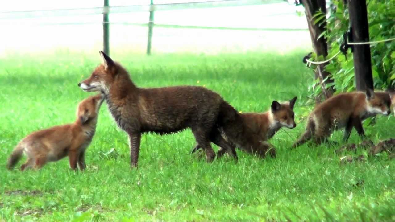 vosjes MAMA VOS MET 5 VAN DE 6 JONGEN fox - YouTube
