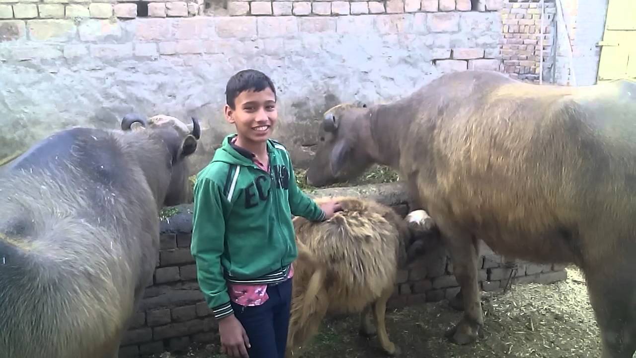 prince bawa boorian rakhan da shonki - YouTube