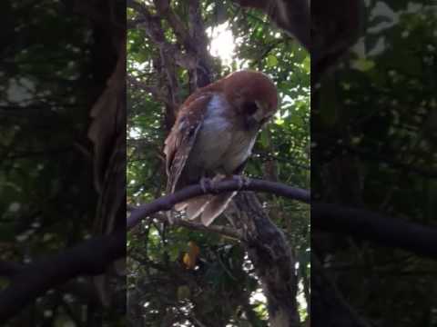 Mucarito de Puerto Rico - YouTube