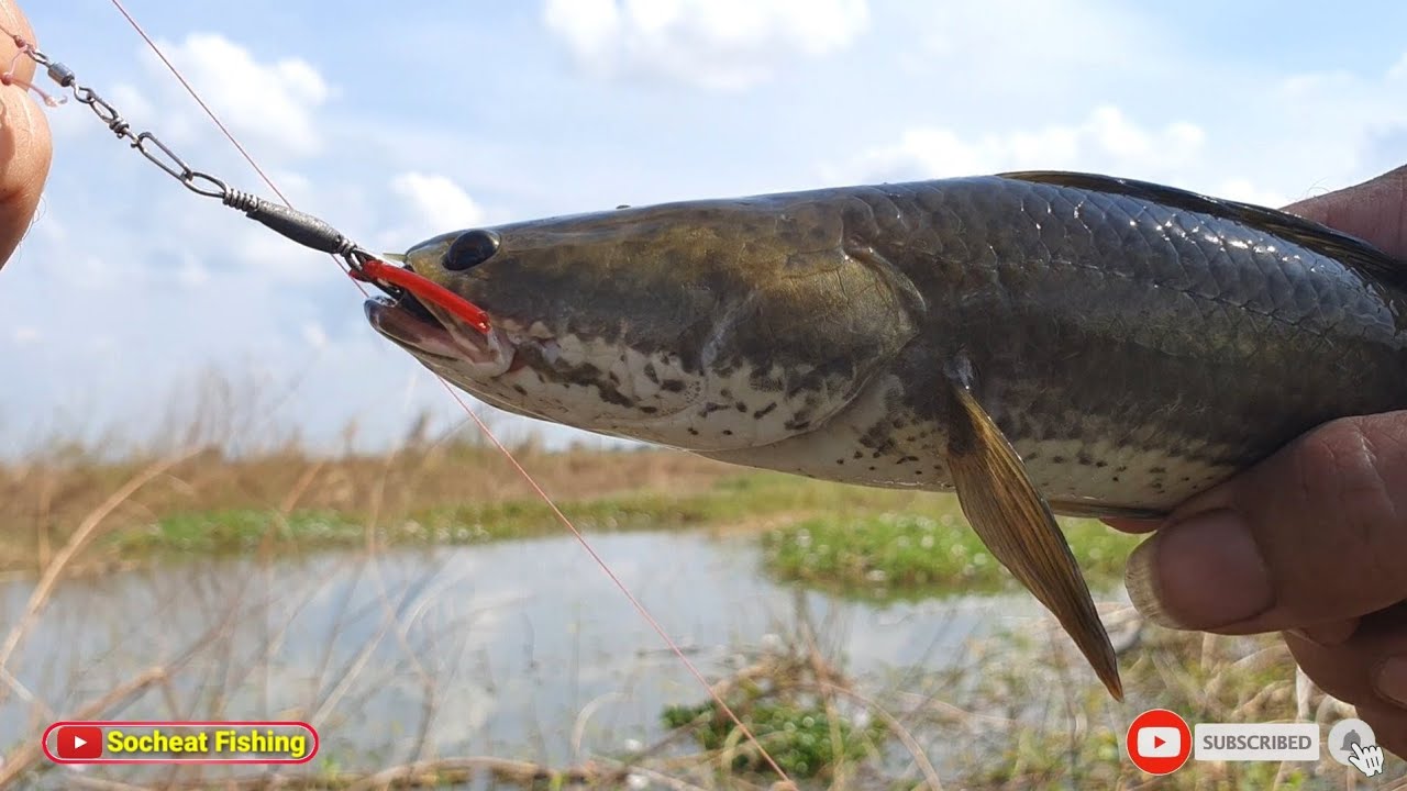 ប្លង់ជិតវត្តទួលរាជា - Amazing snakehead fishing - Best hook fishing ...