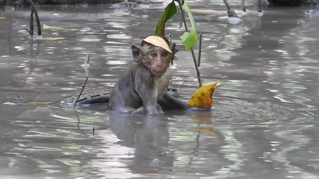 Baby Monkeys Enjoy Playing In The Water - YouTube