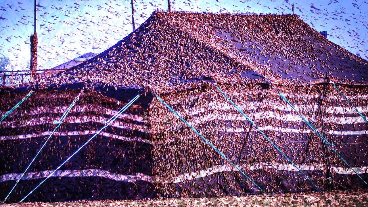 Karma hits Saudi Arabia, Billions of locust plague 2021 - YouTube