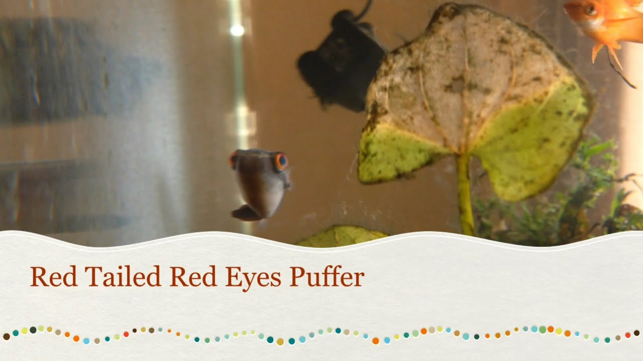 Red Tailed Red Eye Puffer - YouTube
