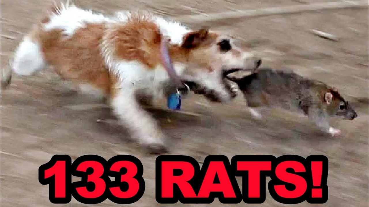 100% NATURAL Rat Control! - YouTube