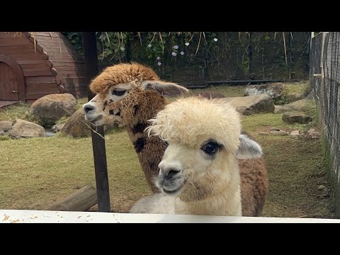 ALPAKA ITU APA?? SEJENIS DOMBA ATAU UNTA GUYS?? 