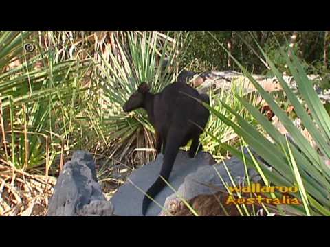 Black Wallaroo - Macropus Bernardus - YouTube